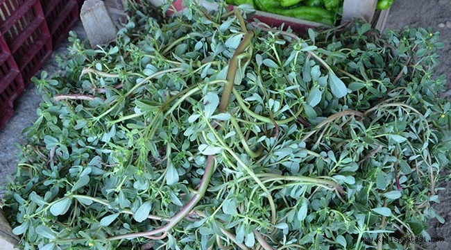 Pirpirim (Semiz Otu) Faydaları - Sağlık - Kilis Postası